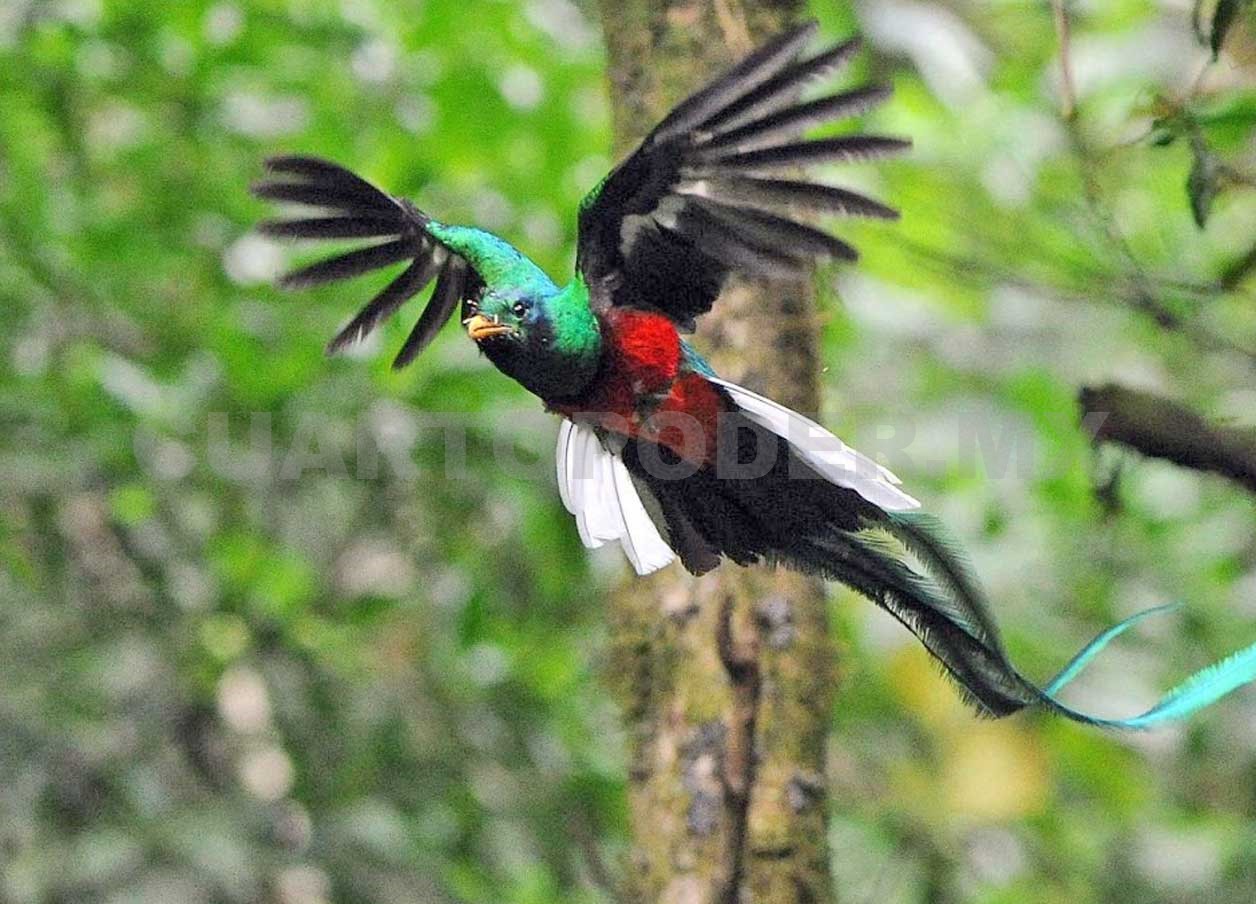 Foncet nominado a premio por conservación de áreas