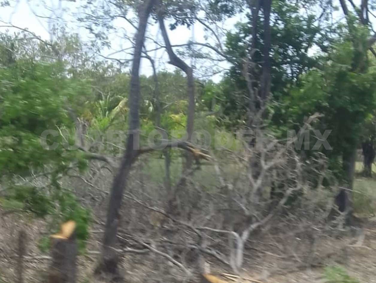 Plaga De Gusanos Afecta A La Ganadería